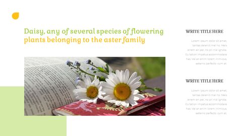 Daisy company profile ppt template|Lifestyle|Google Slides