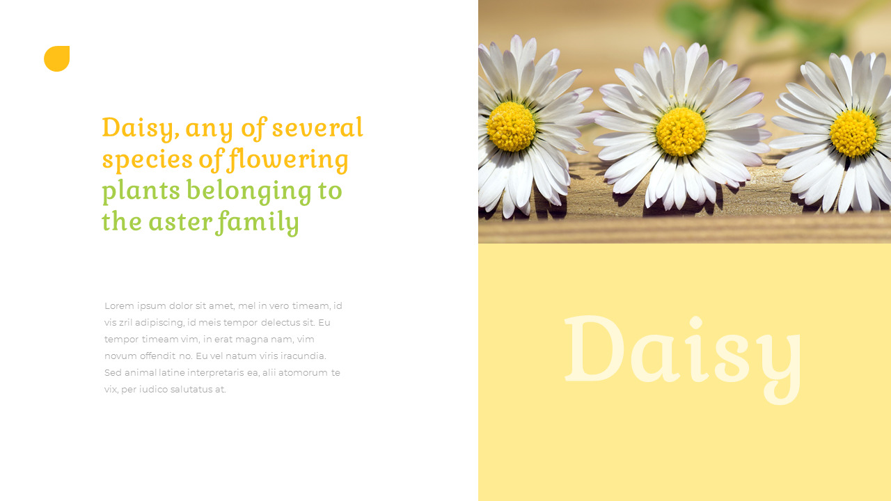 Daisy company profile ppt template|Lifestyle|Google Slides