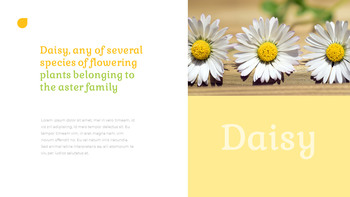 Daisy company profile ppt template|Lifestyle|Google Slides
