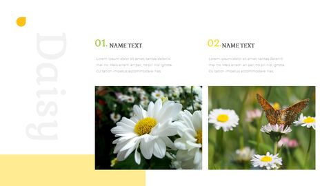 Daisy company profile ppt template|Lifestyle|Google Slides