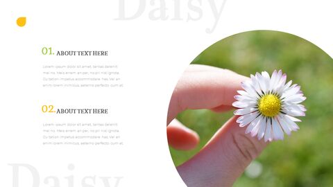 Daisy company profile ppt template|Lifestyle|Google Slides