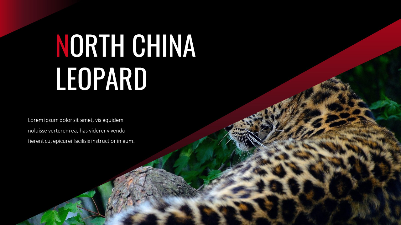 Leopard Simple Presentation Google Slides Template|Lifestyle