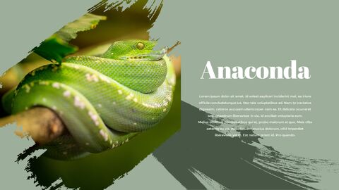 Amazonas PPT-Design|Lebensstil|Vorlagen