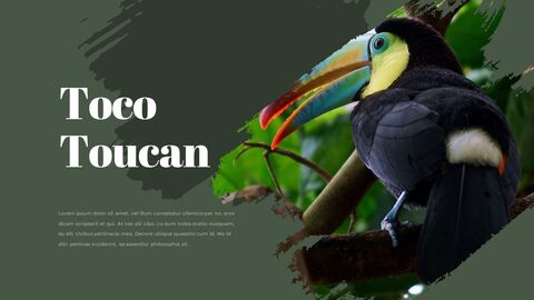 Amazonas PPT-Design|Lebensstil|Vorlagen