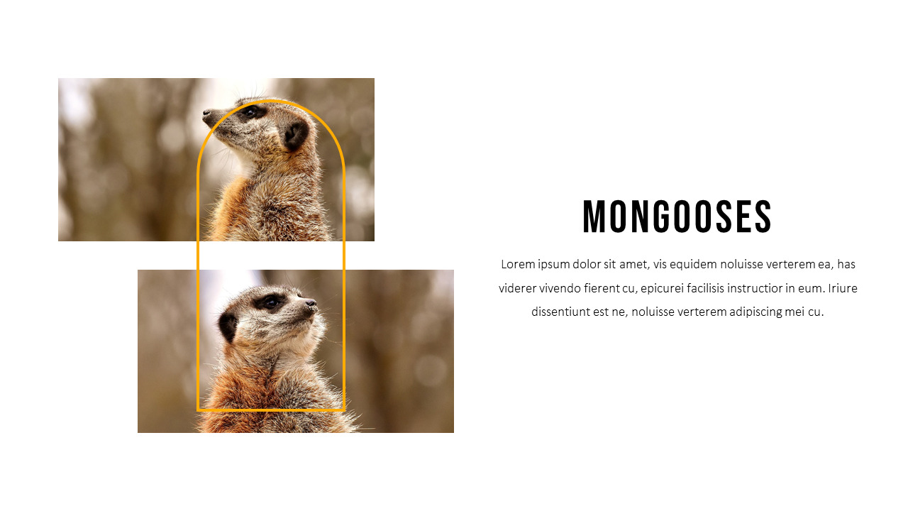 Meerkat slide powerpoint|Lifestyle|Templates