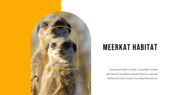 Meerkat slide powerpoint|Lifestyle|Templates
