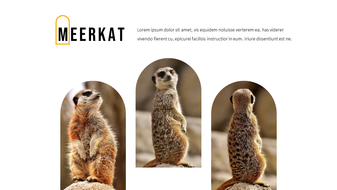 Meerkat slide powerpoint|Lifestyle|Templates