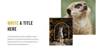 Meerkat slide powerpoint|Lifestyle|Templates