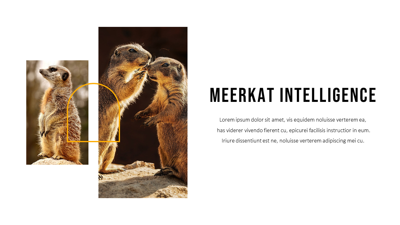 Meerkat slide powerpoint|Lifestyle|Templates