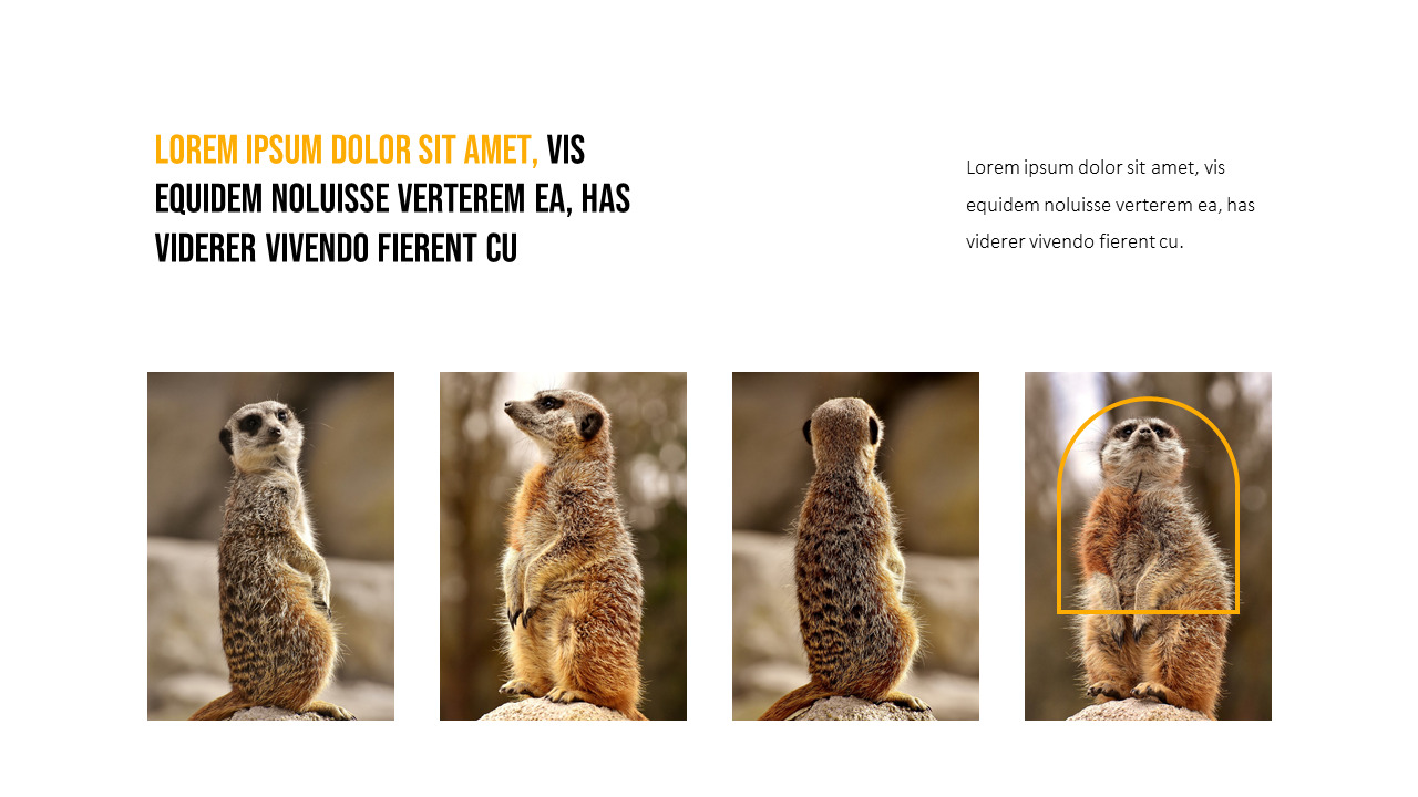 Meerkat slide powerpoint|Lifestyle|Templates