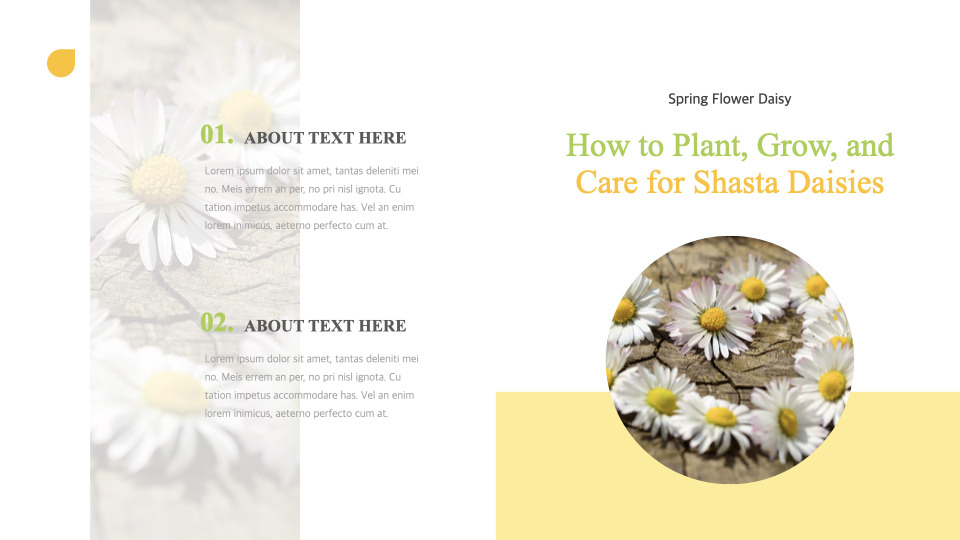 Daisy Keynote Presentation Template|Lifestyle