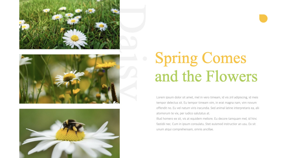 Daisy Keynote Presentation Template|Lifestyle
