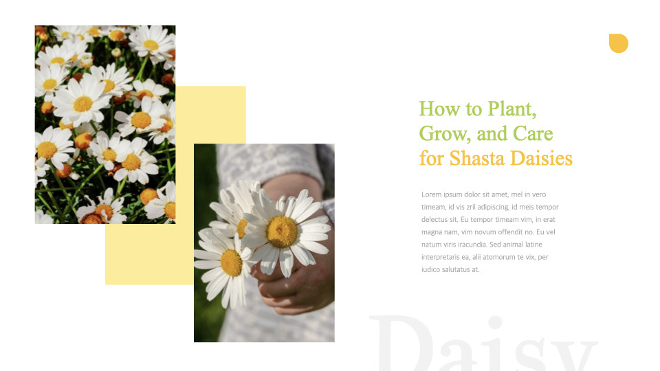 Daisy Keynote Presentation Template|Lifestyle
