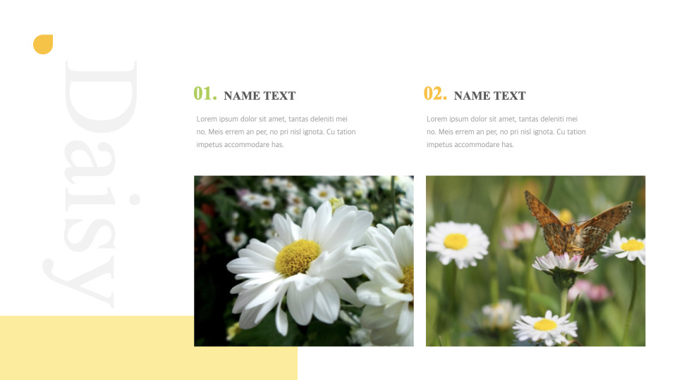 Daisy Keynote Presentation Template|Lifestyle