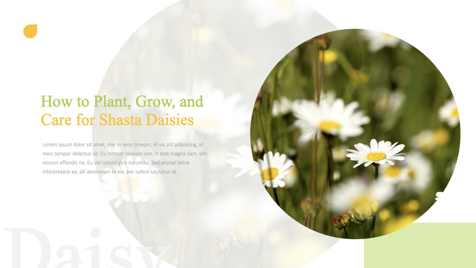 Daisy Keynote Presentation Template|Lifestyle