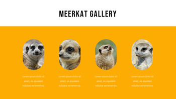 Meerkat slide powerpoint|Lifestyle|Templates