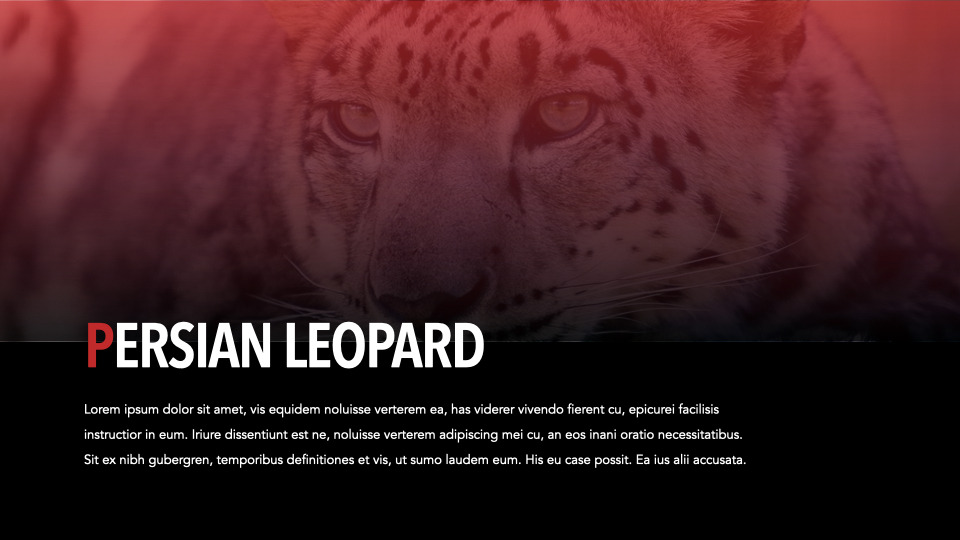 Leopard PPTX to Keynote|Lifestyle