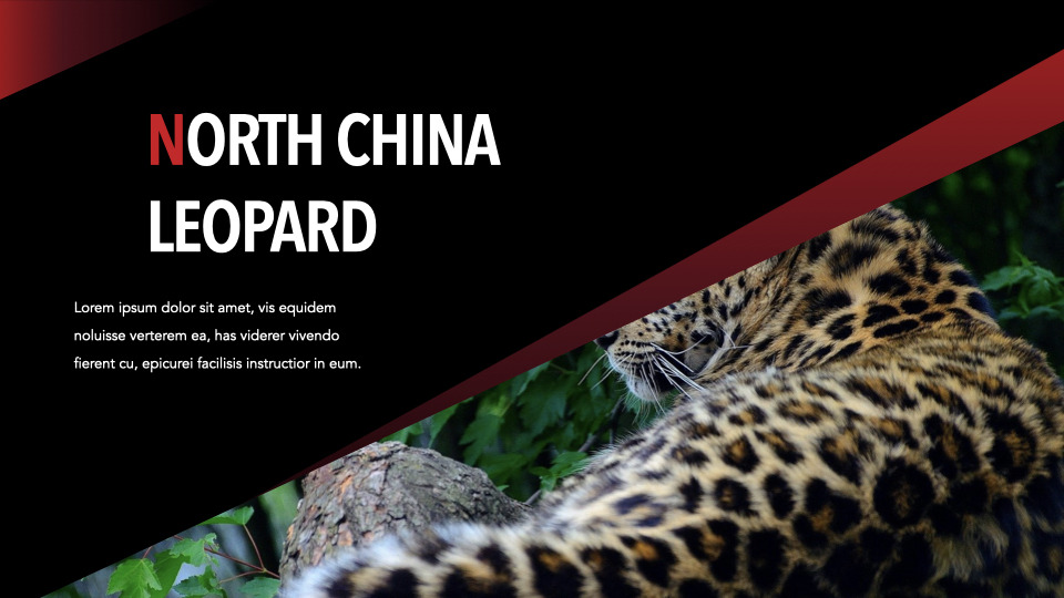 Leopard PPTX to Keynote|Lifestyle