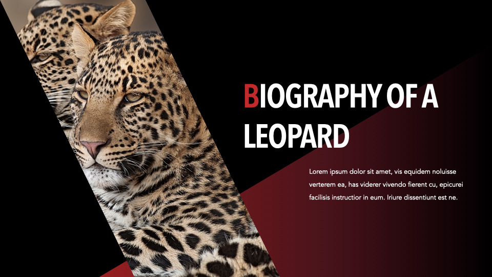 Leopard PPTX to Keynote|Lifestyle
