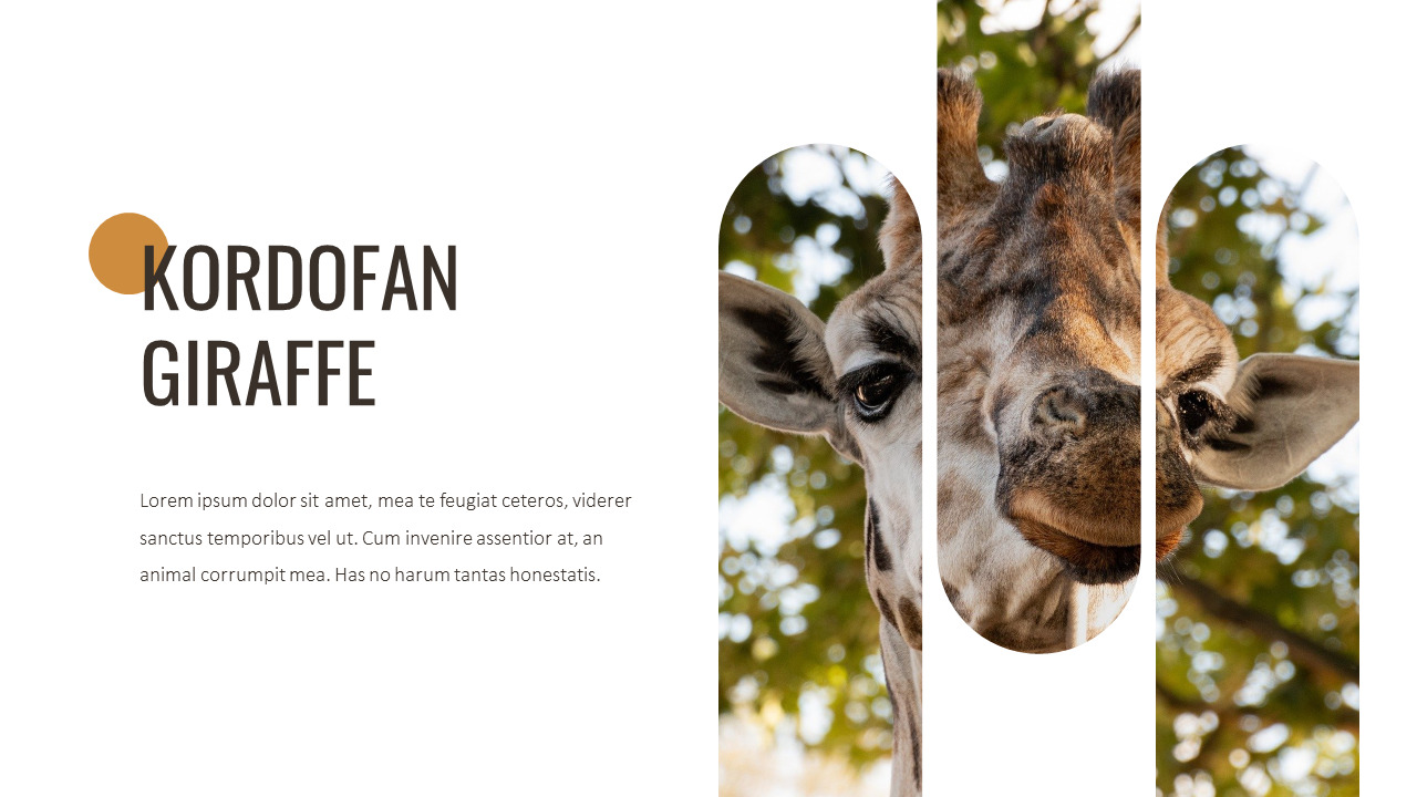 Giraffe Best Google Slides|Animal