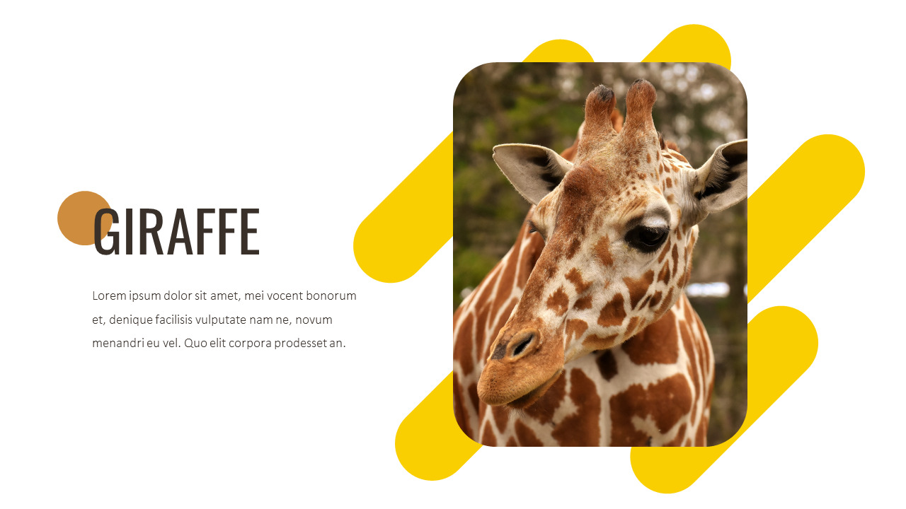 Giraffe Best Google Slides|Animal