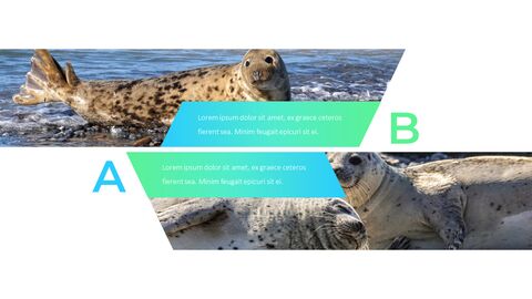 Seal Google Slides Themes & Templates|Animal