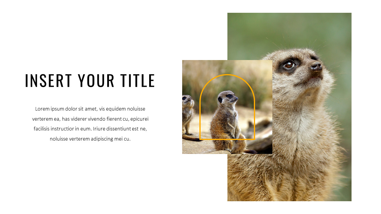 Meerkat Google Slides Templates|Lifestyle
