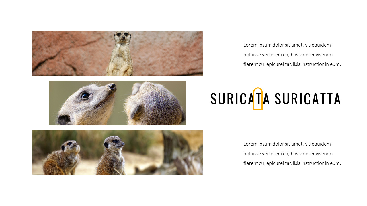 Meerkat Google Slides Templates|Lifestyle