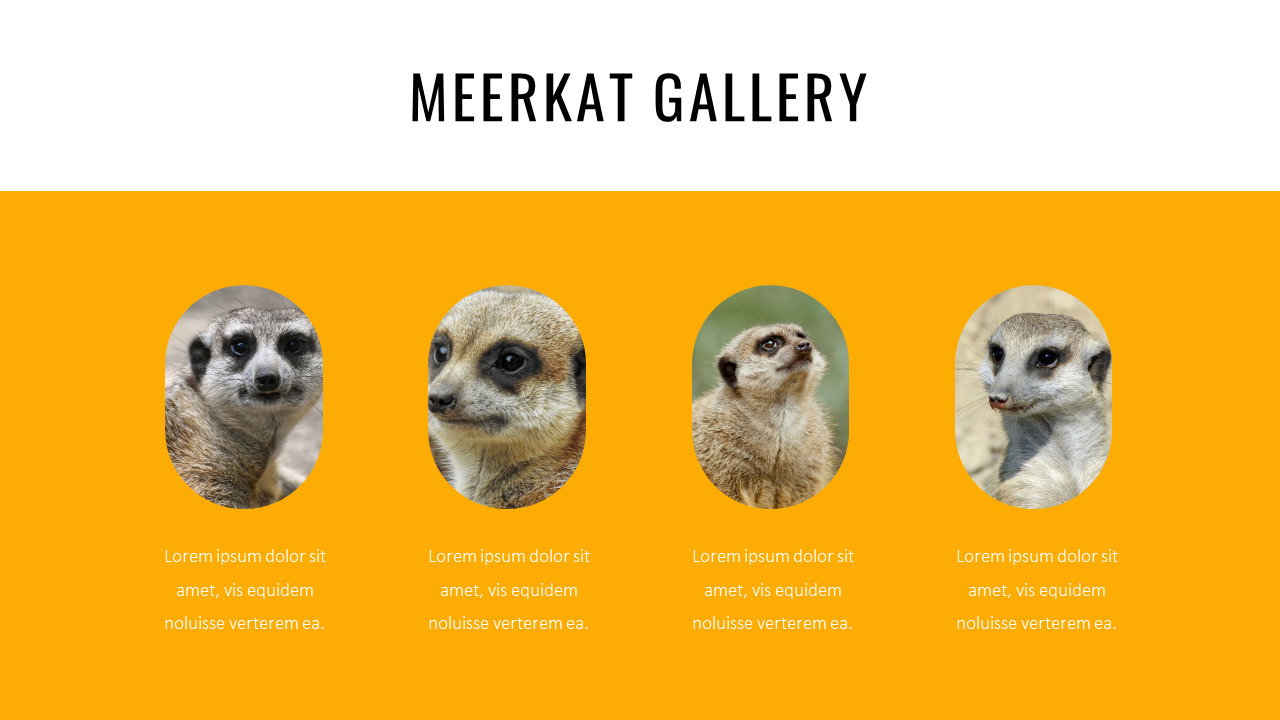 Meerkat Google Slides Templates|Lifestyle