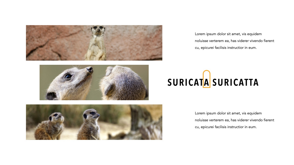 Meerkat PowerPoint to Keynote|Lifestyle