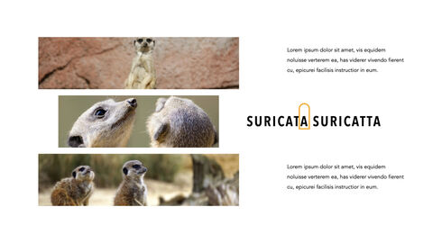 Meerkat PowerPoint to Keynote|Lifestyle