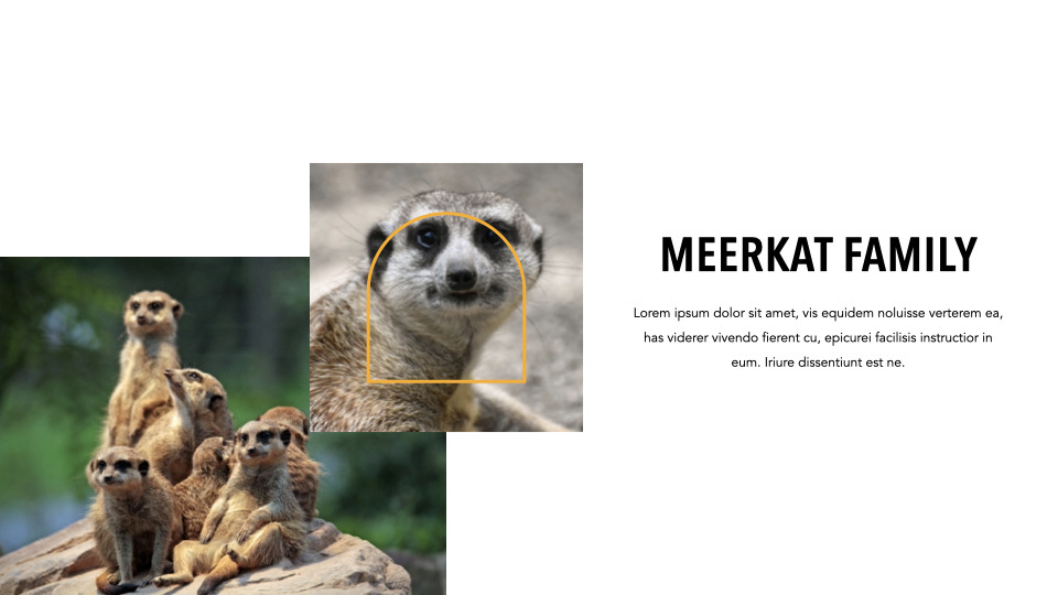 Meerkat PowerPoint to Keynote|Lifestyle