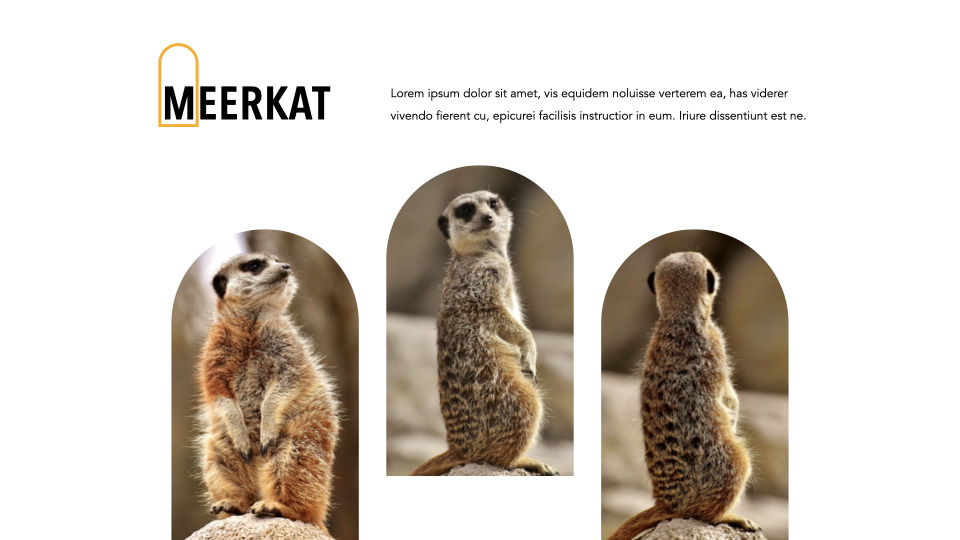 Meerkat PowerPoint to Keynote|Lifestyle