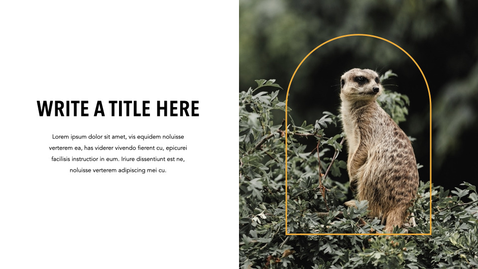 Meerkat PowerPoint to Keynote|Lifestyle