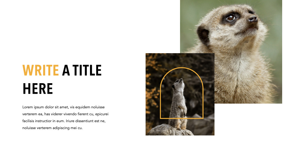 Meerkat PowerPoint to Keynote|Lifestyle