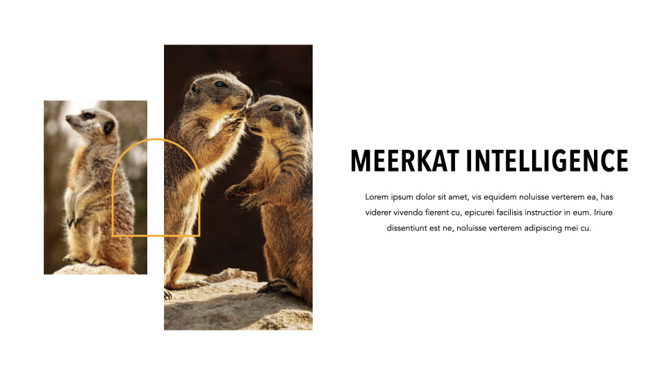 Meerkat PowerPoint to Keynote|Lifestyle