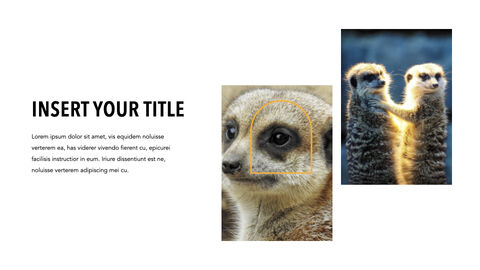 Meerkat PowerPoint to Keynote|Lifestyle