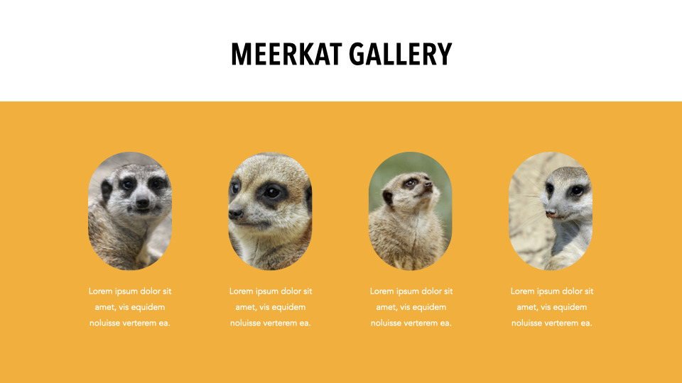 Meerkat PowerPoint to Keynote|Lifestyle