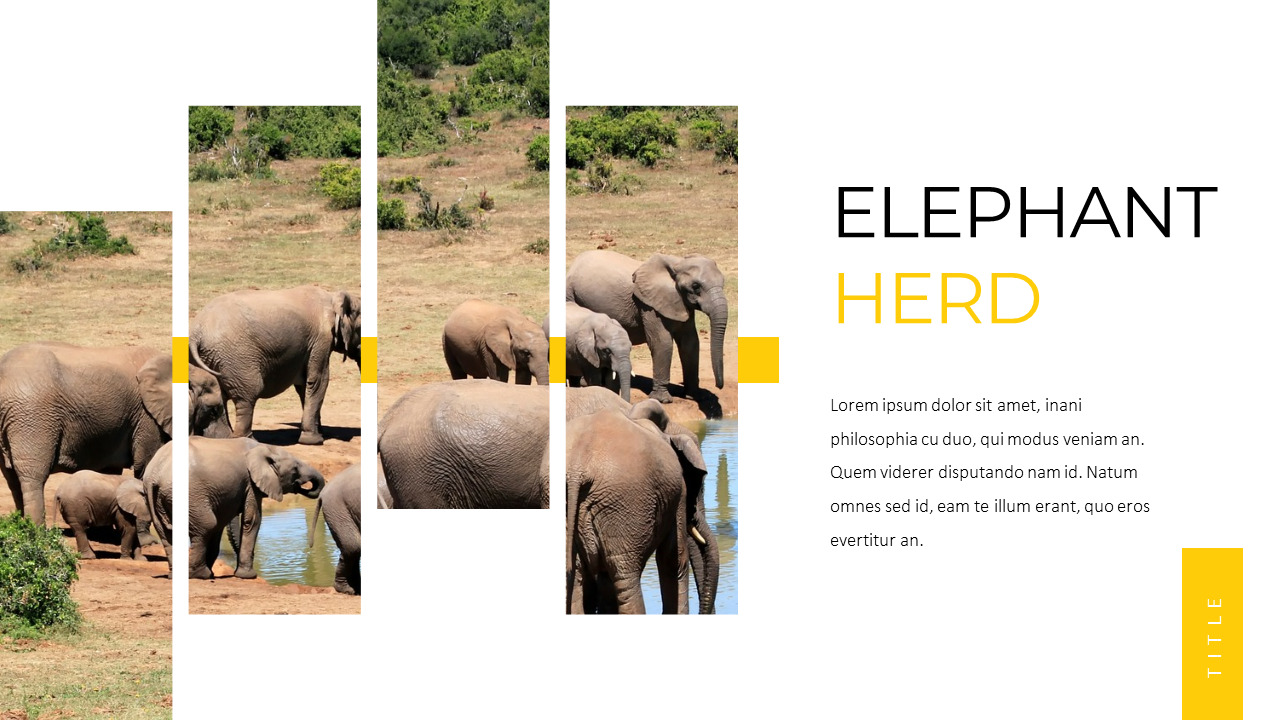 Elephant slideshare ppt|Animal|Google