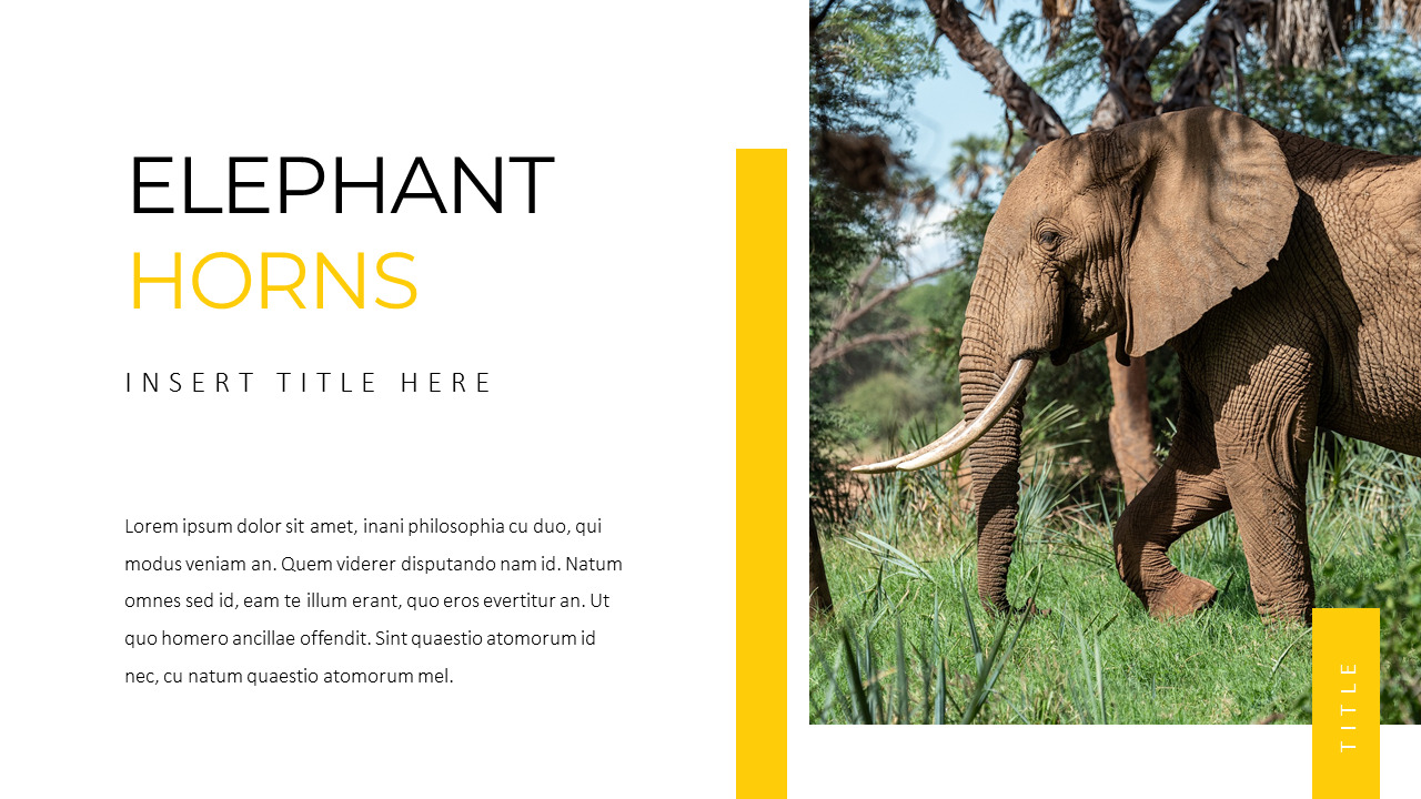 Elephant slideshare ppt|Animal|Google