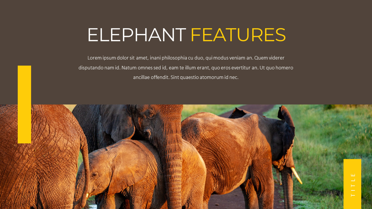 Elephant slideshare ppt|Animal|Google