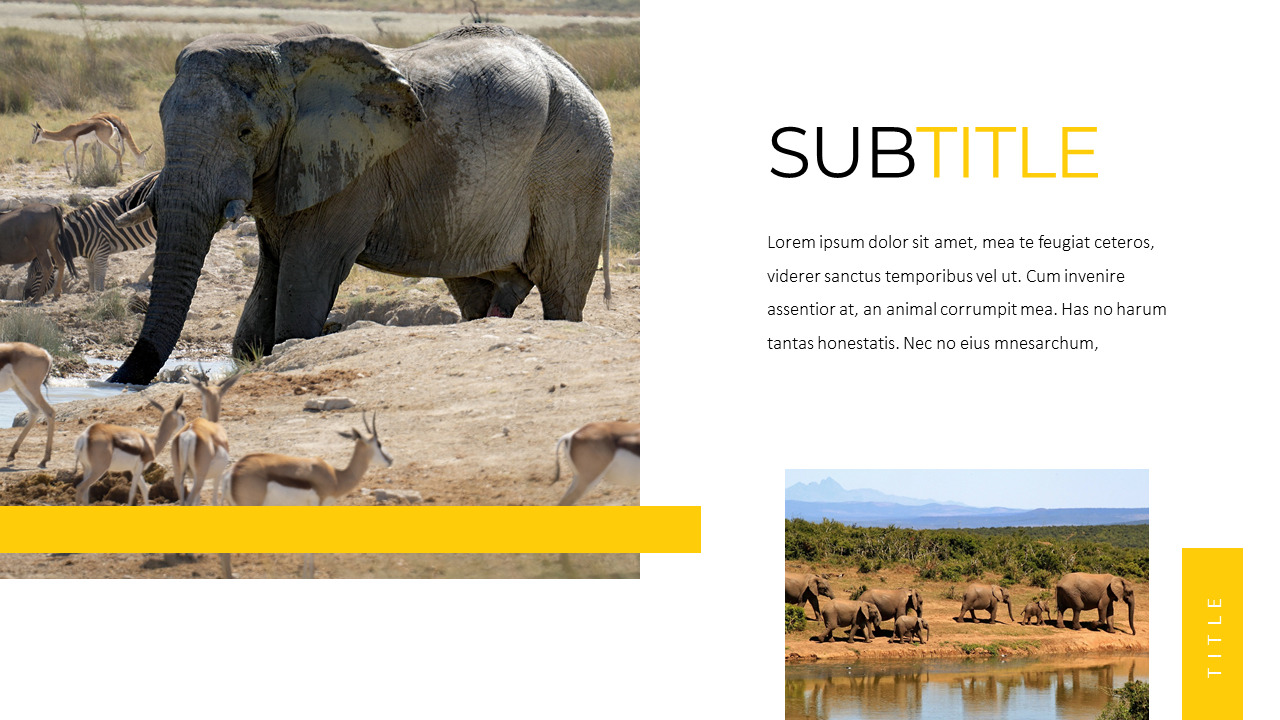 Elephant slideshare ppt|Animal|Google