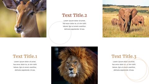 Safari Animals Google Presentation Templates|Slides