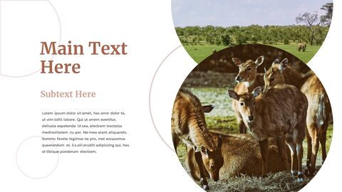 Safari Animals Google Presentation Templates|Slides