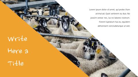 Cattle Farm Simple Google Presentation|Industry|Slides