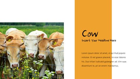 Cattle Farm Simple Google Presentation|Industry|Slides