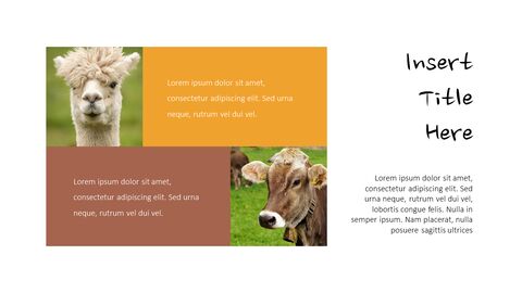 Cattle Farm Simple Google Presentation|Industry|Slides