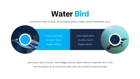 Penguin Google Slides mac|Animal