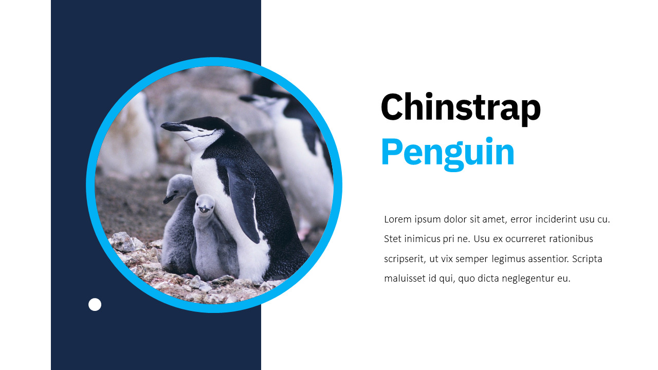 Penguin Google Slides mac|Animal