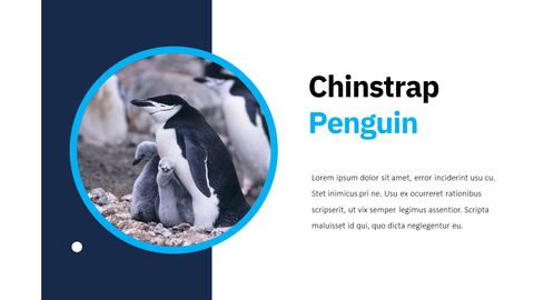 Penguin Google Slides mac|Animal